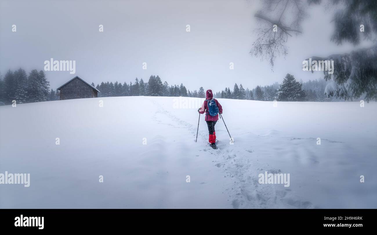 nice senior woman snowshoing in heavy snow fall in a winterly forest ...