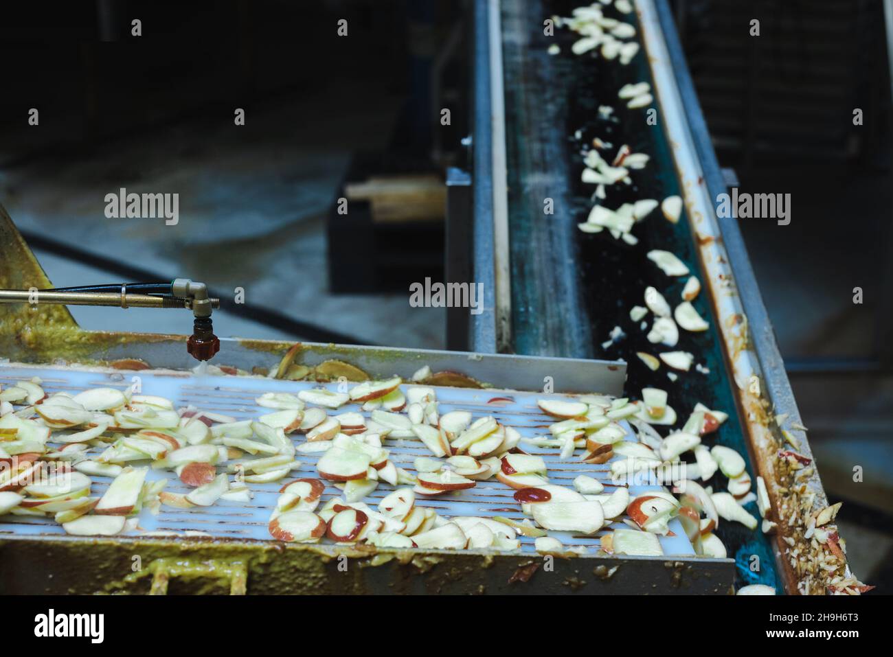 Sliced apples on a conveyor belt in food processing facility. Healthy ...