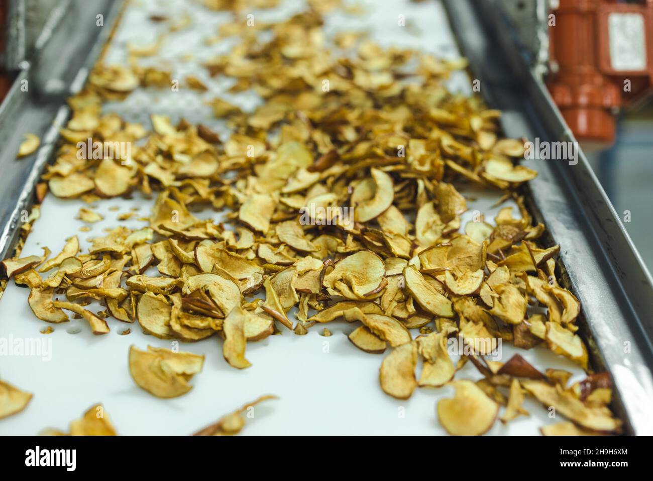 Sliced and dried apples on a conveyor belt in food processing facility ...