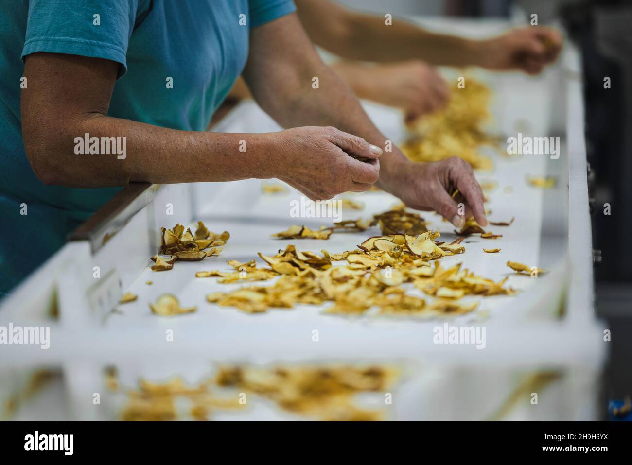 Sliced and dried apples on a conveyor belt in food processing facility ...