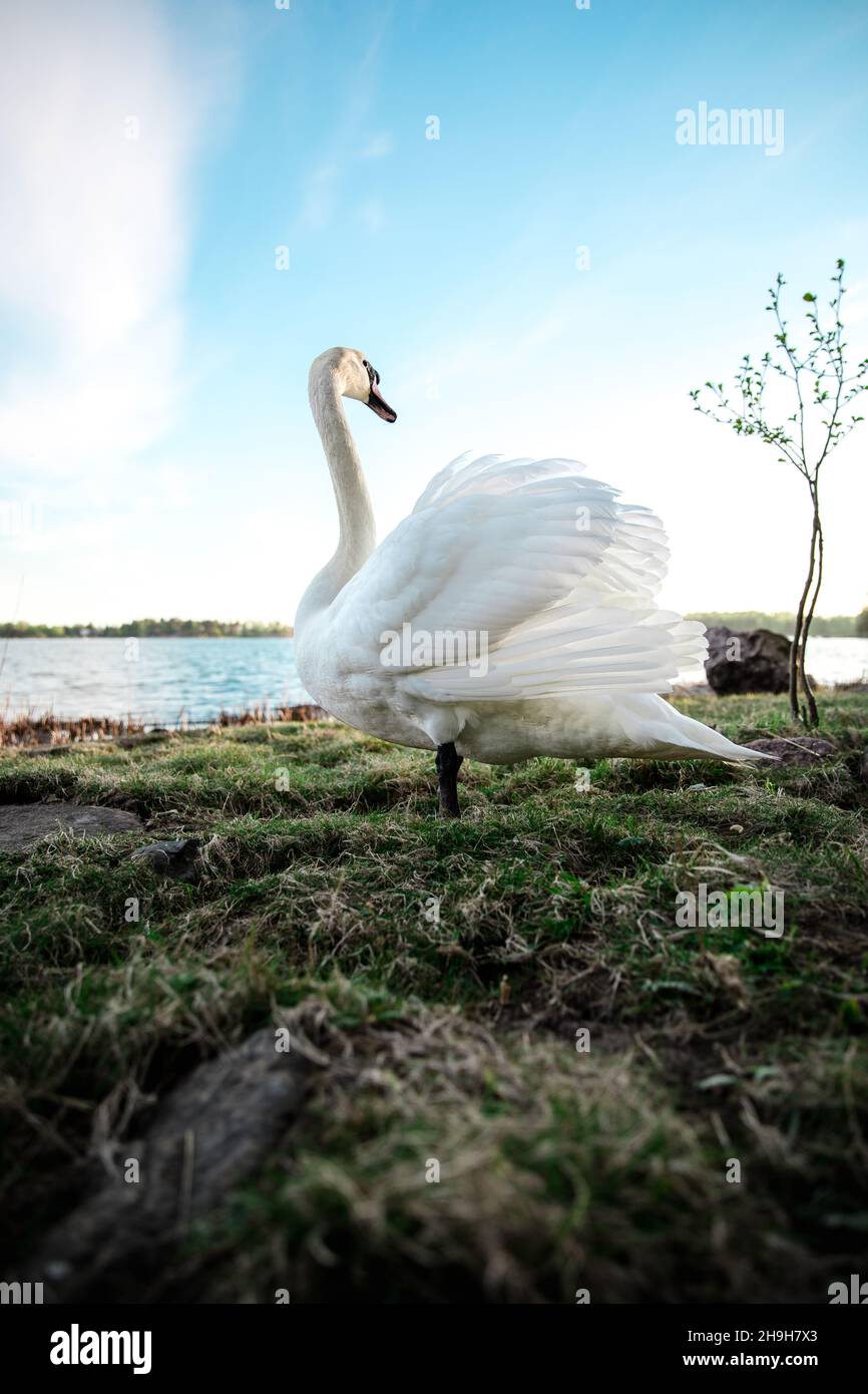 Vertical shot of a white swan near a lake during daylight Stock Photo ...