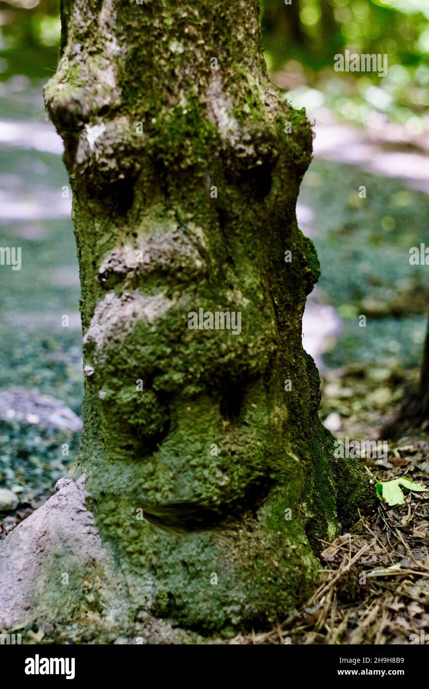 Vertical shot of the mossy trunk of a tree Stock Photo - Alamy