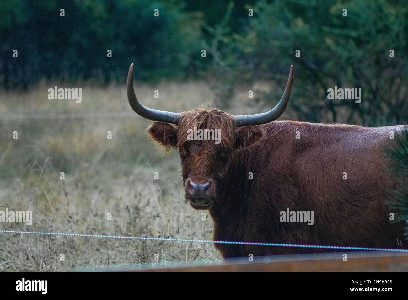 Closeup of a long horned cow in the pasture Stock Photo - Alamy