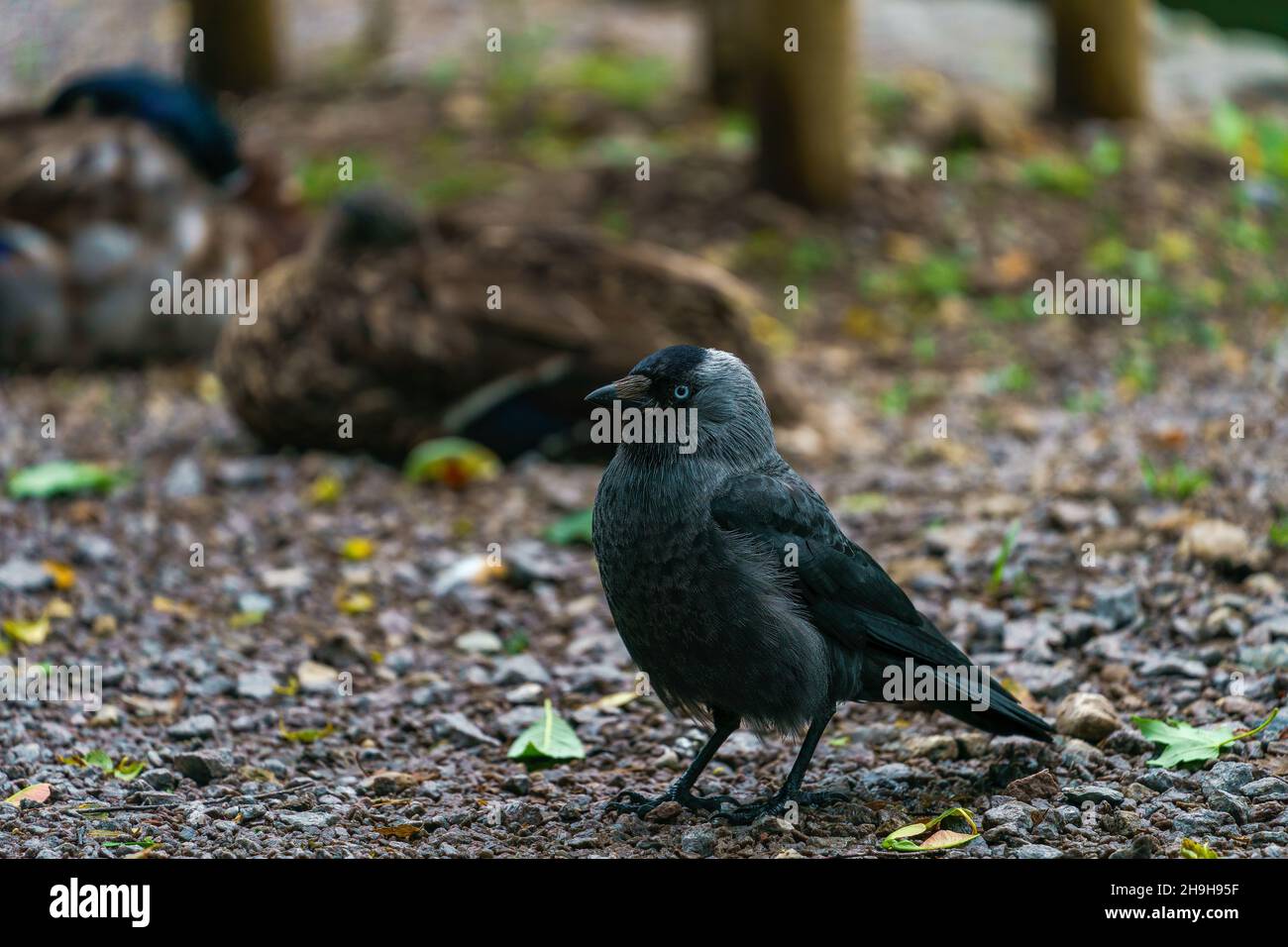 STAVANGER, NORWAY - 2020 JULY 06. Portrait of single jackdaw bird ...