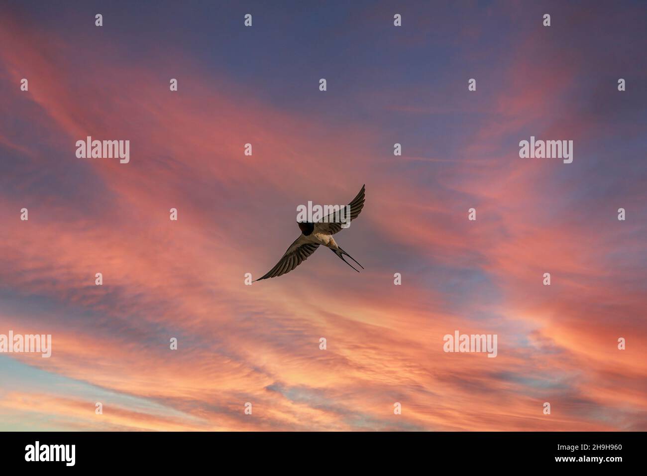 ULSTEINVIK, NORWAY - 2020 APRIL 25. The Barn Swallow bird is catching ...