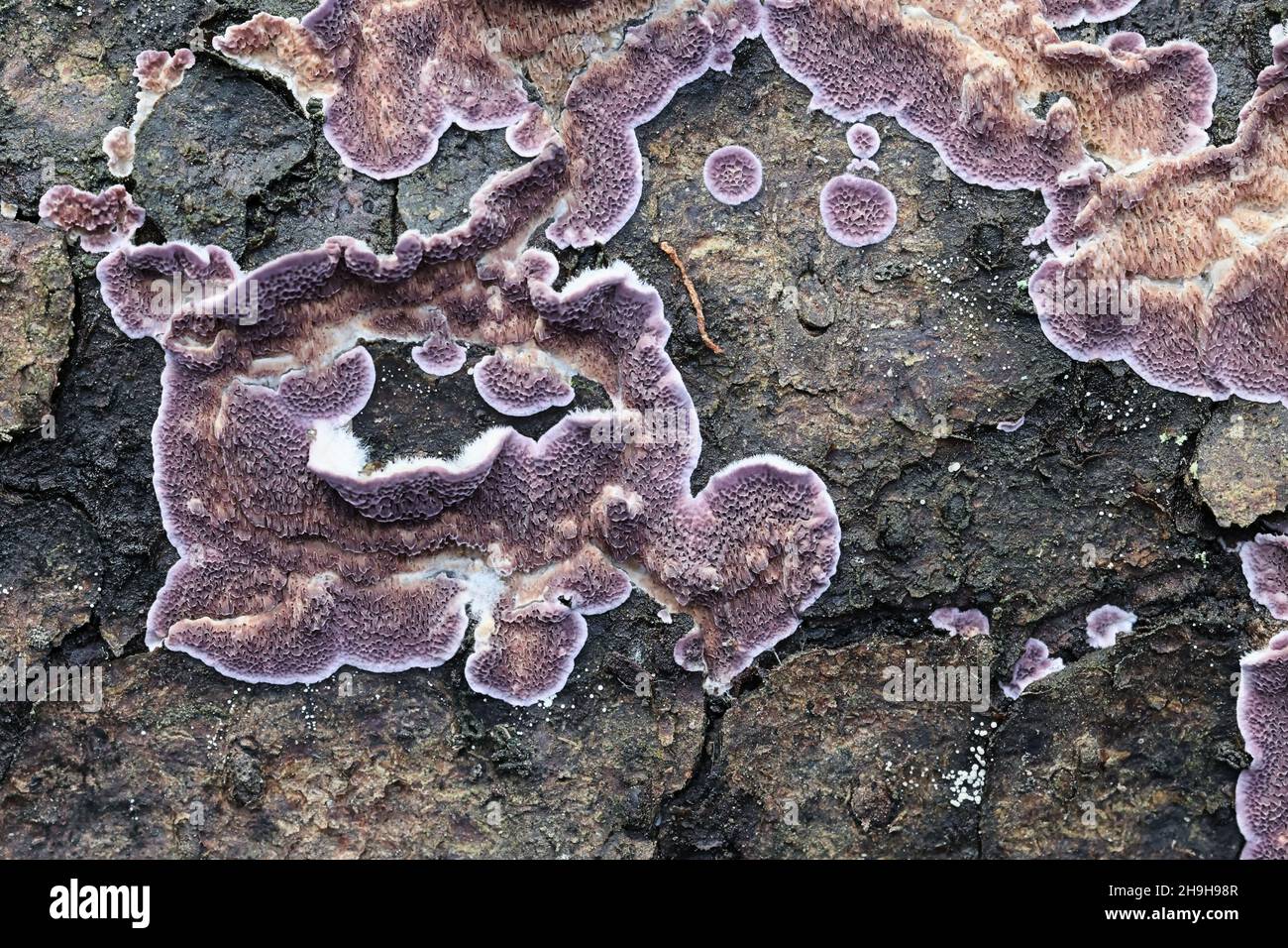 Trichaptum abietinum, known as purplepore bracket fungus or violet ...