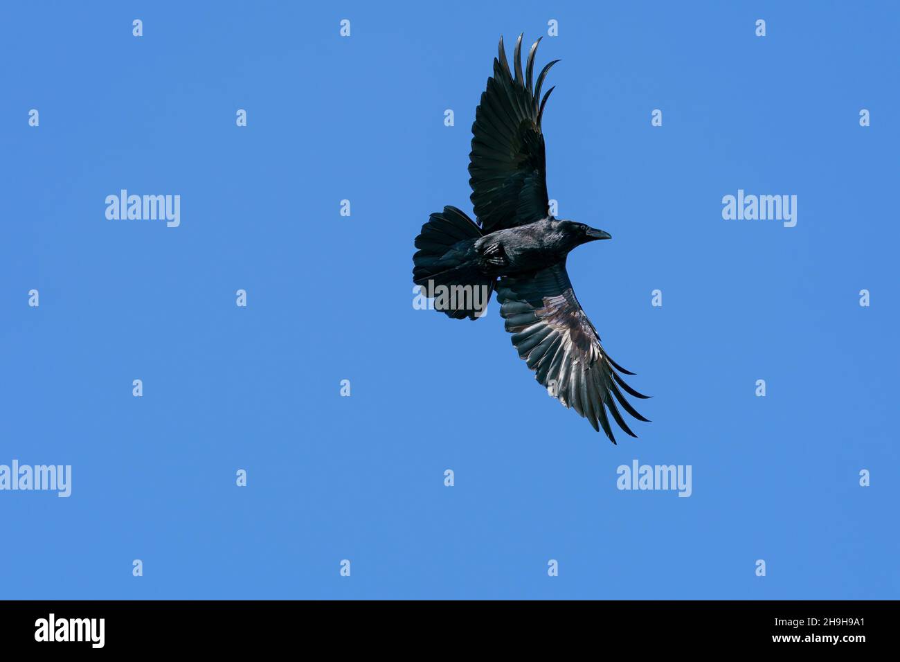 Common raven in full flight hi-res stock photography and images - Alamy
