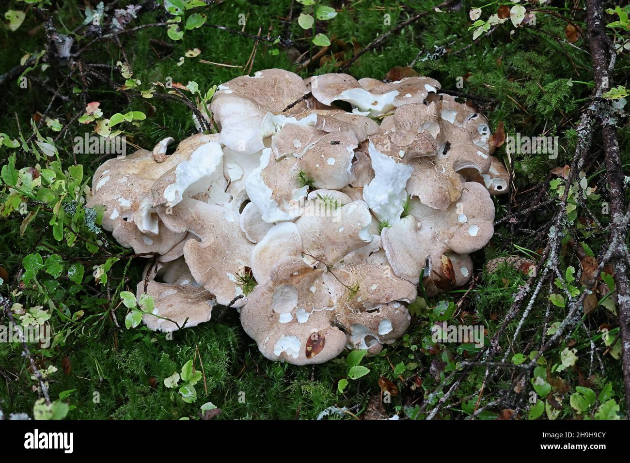Albatrellus ovinus, known as Sheep Polypore or Forest Lamb Mushroom ...