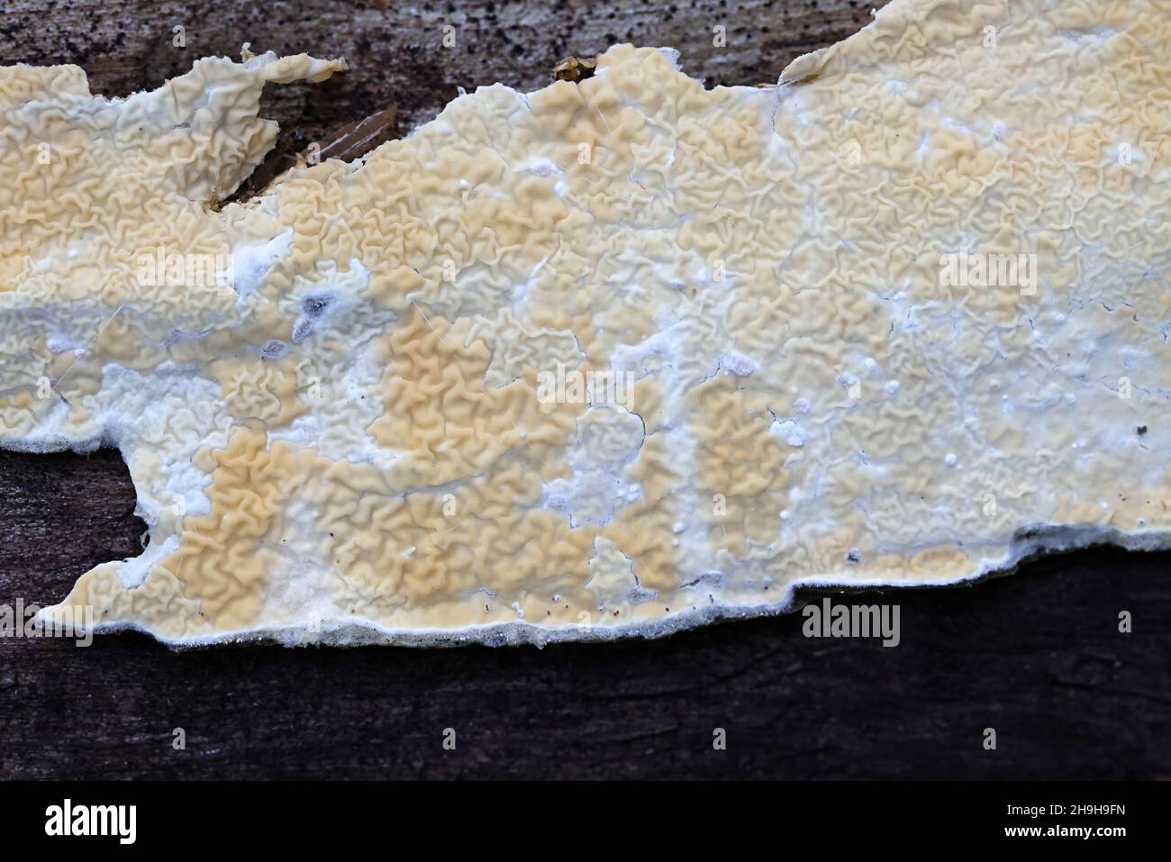 Leucogyrophana mollusca, commonly known as the warped orange crust ...