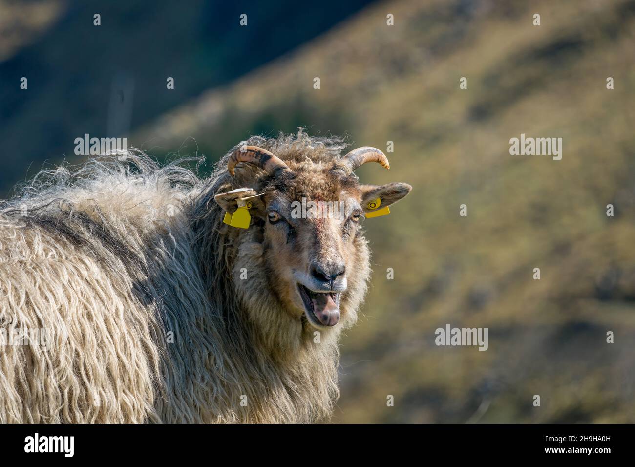 Norway sheep breed hi-res stock photography and images - Alamy