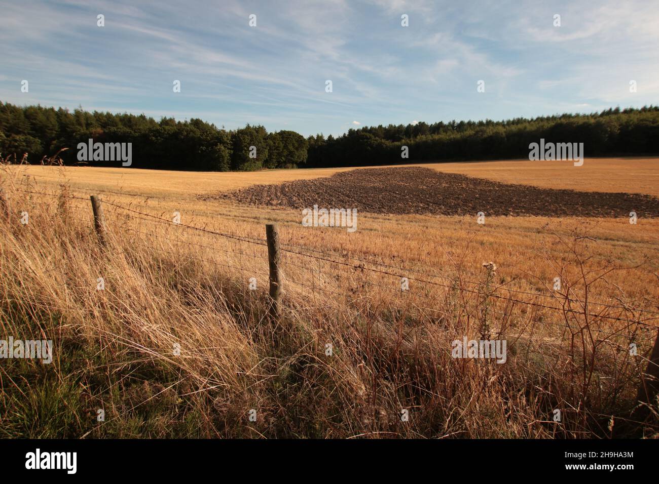 Beautiful shot of a huge field with trees around it Stock Photo - Alamy