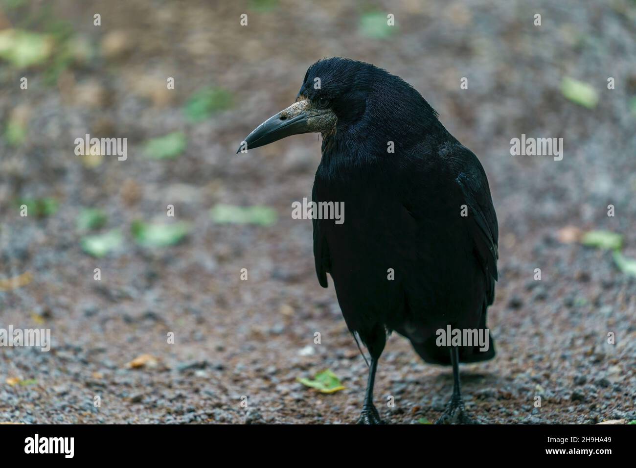 STAVANGER, NORWAY - 2020 JULY 06. Carrion crow (Corvus corone) black ...