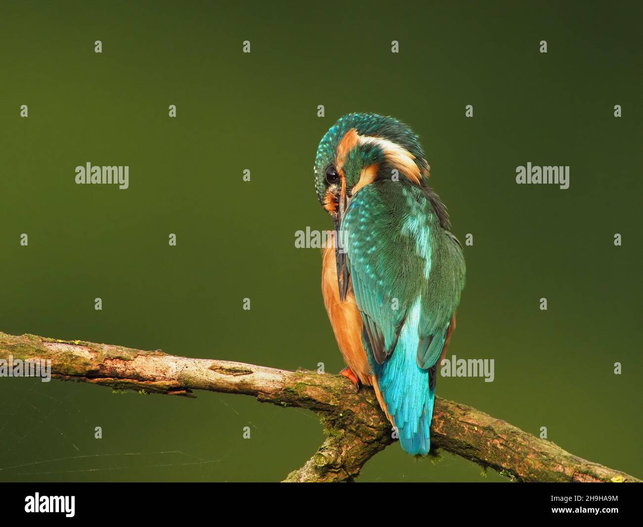 Kingfisher feed from a perch, often returning to a different perch to ...