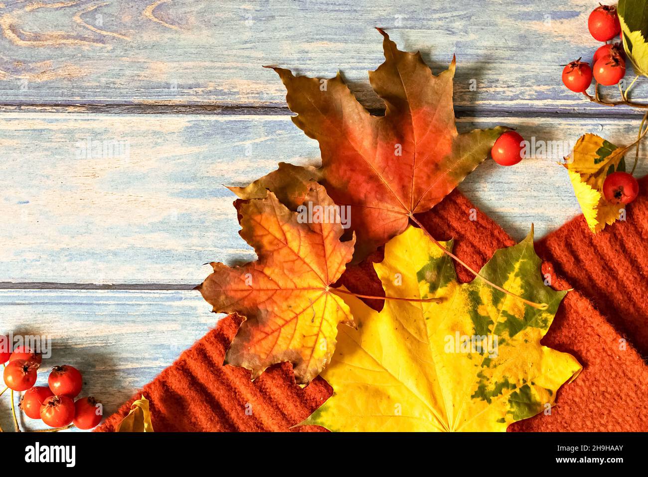 Autumn composition, warm scarf of terracotta color, fallen leaves ...