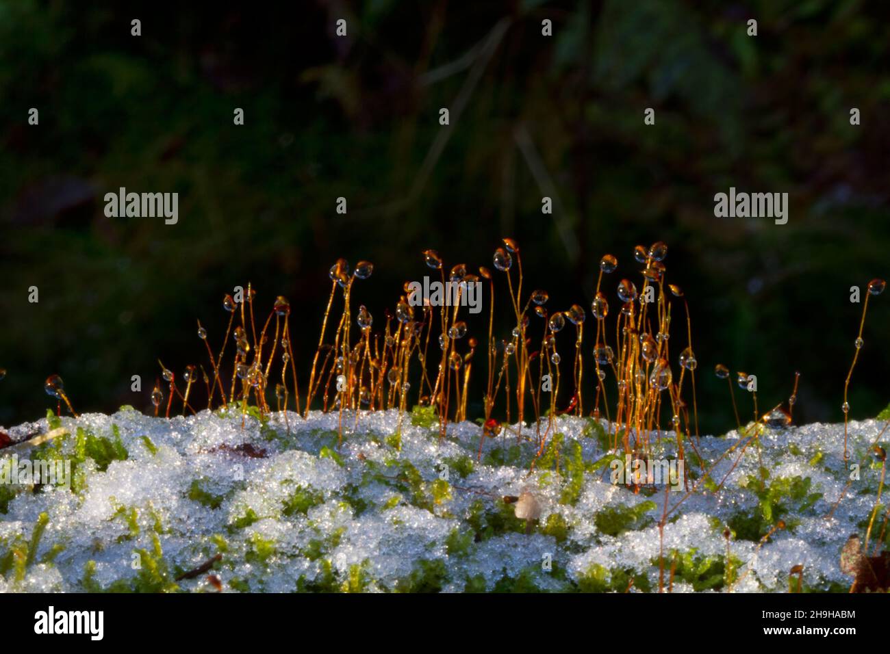 Close-up of moss in melting snow, waterdrops on spore capsules Stock ...