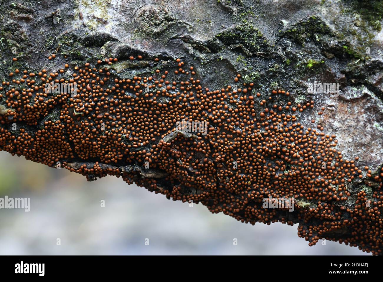 Black Slime Mold