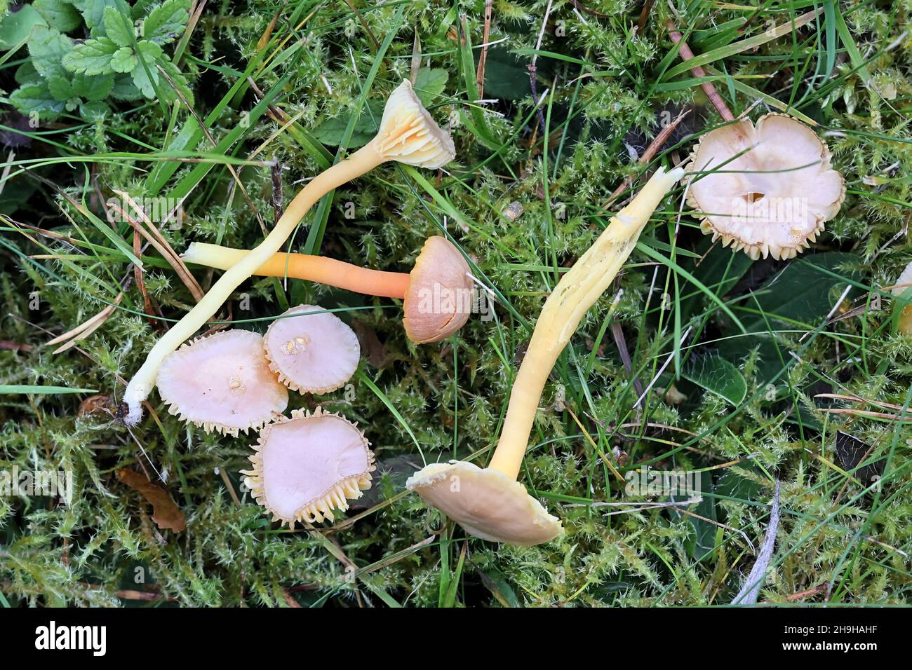 Hygrocybe mucronella hi-res stock photography and images - Alamy