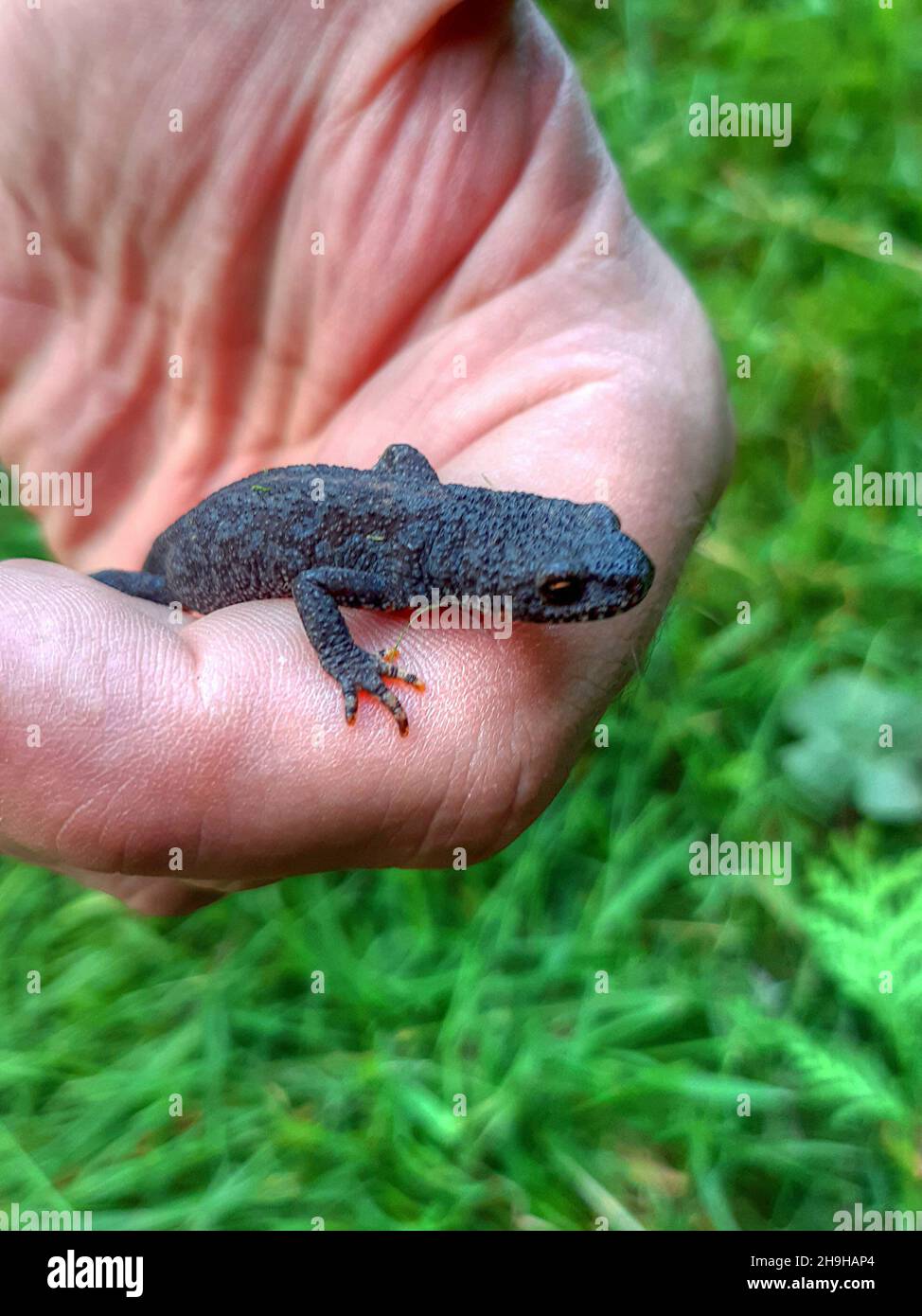 Hand lizard hi-res stock photography and images - Alamy