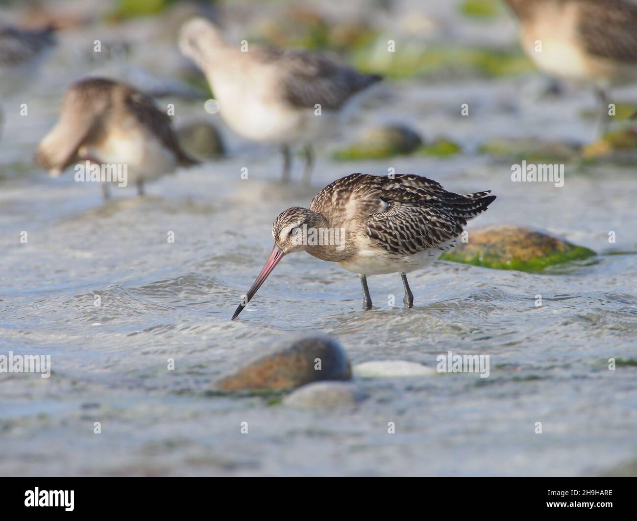 Bar tailed godwit, migrating south from their breeding grounds on a ...