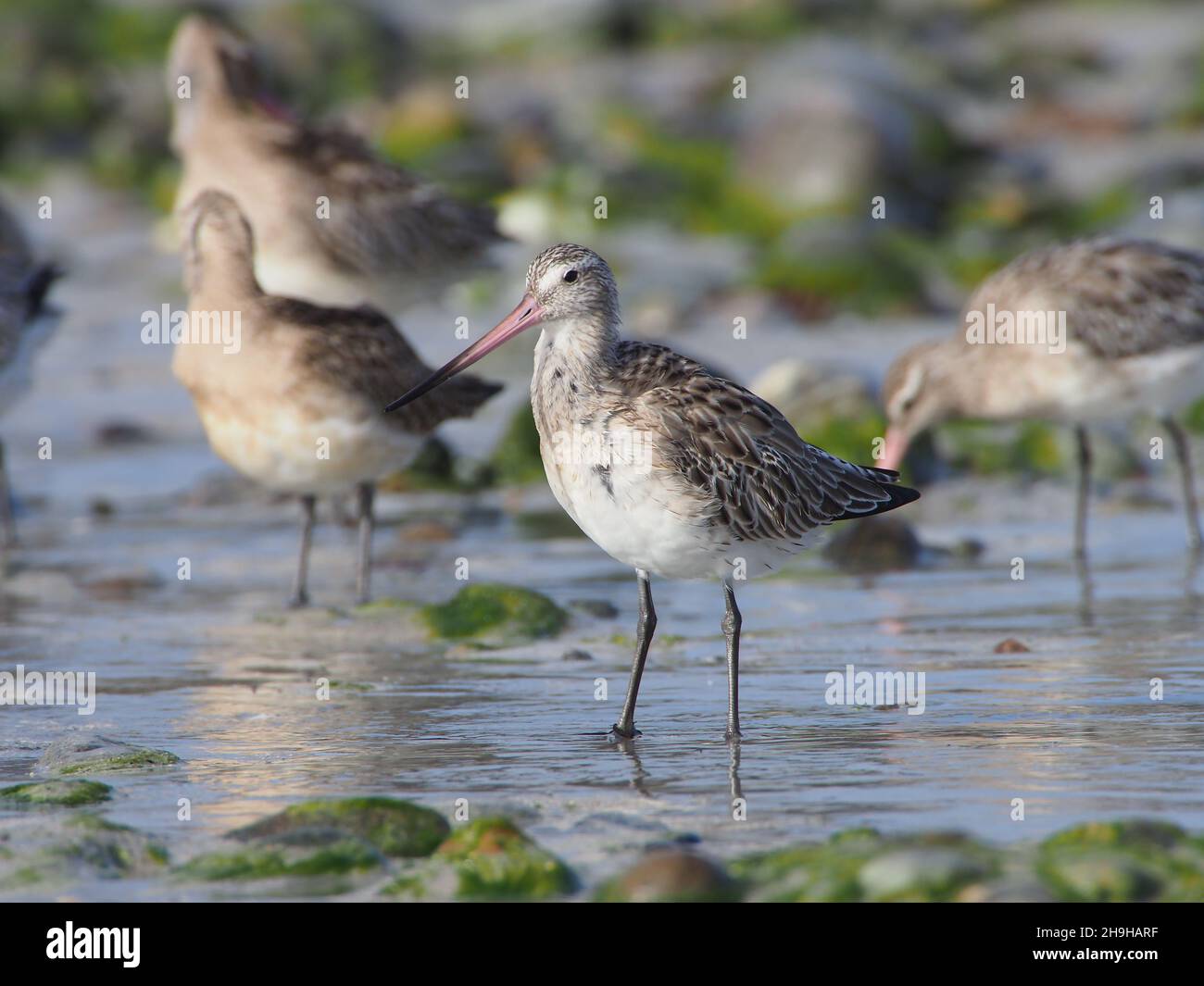 Bar tailed godwit, migrating south from their breeding grounds on a ...