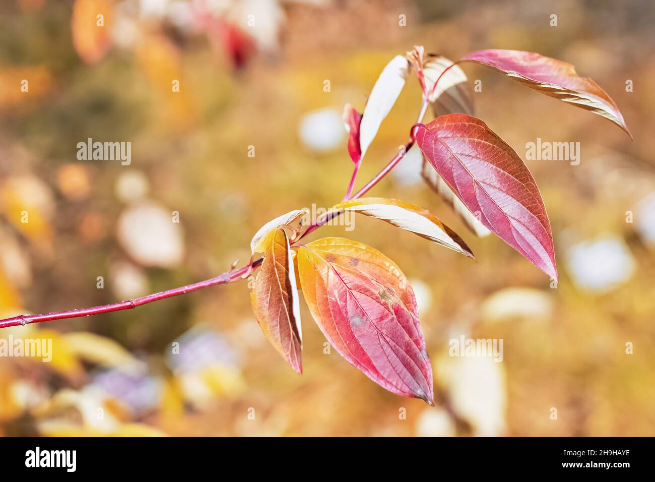 Yellow and red leaves hi-res stock photography and images - Alamy