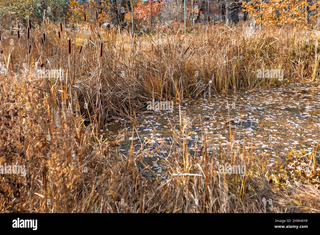 Pond with fallen leaves in the park. Reeds. Autumn nature Stock Photo ...