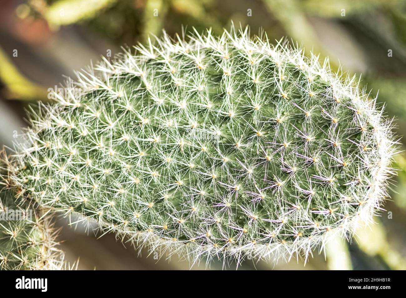 Green cactus hi-res stock photography and images - Alamy