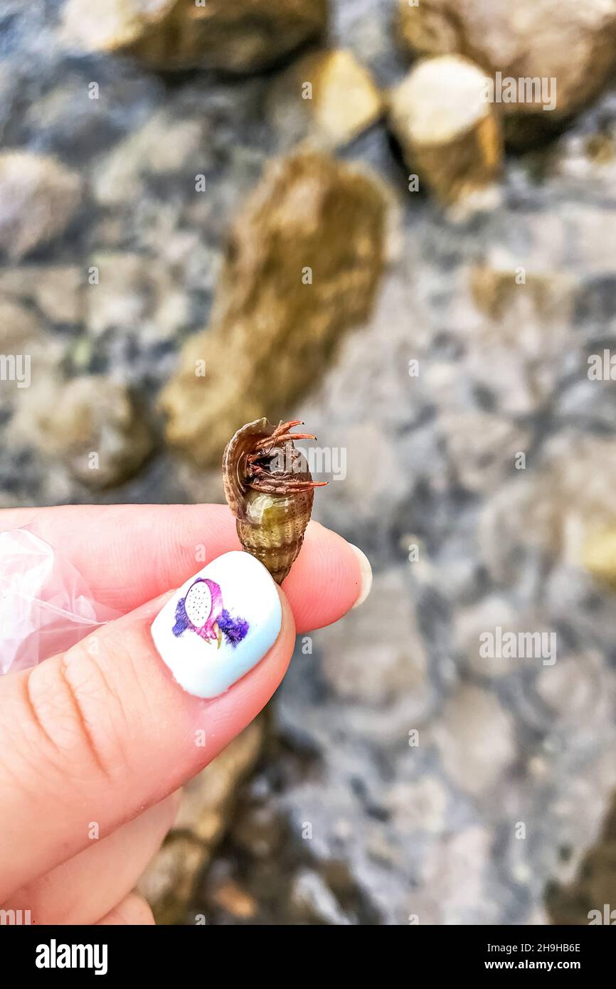 A small sea crab in a woman's hands. Marine fauna Stock Photo - Alamy
