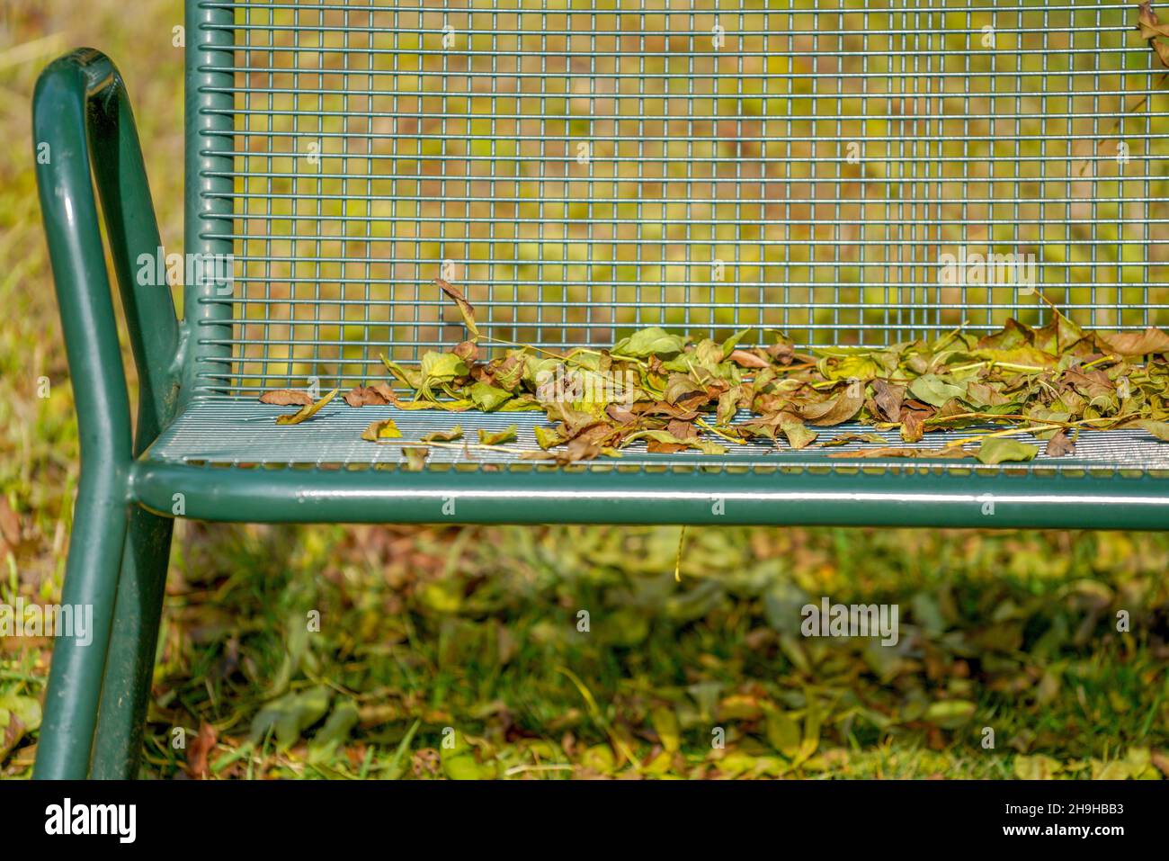 Closeup of a green metal bench covered in dry autumn leaves during ...