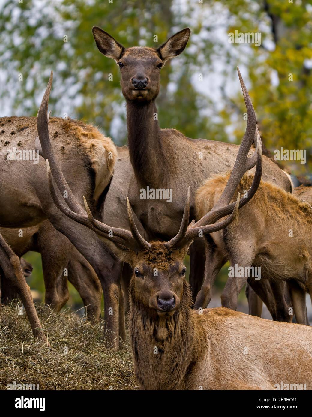 Elk bull resting on hay with a cow elk looking at camera with a front ...