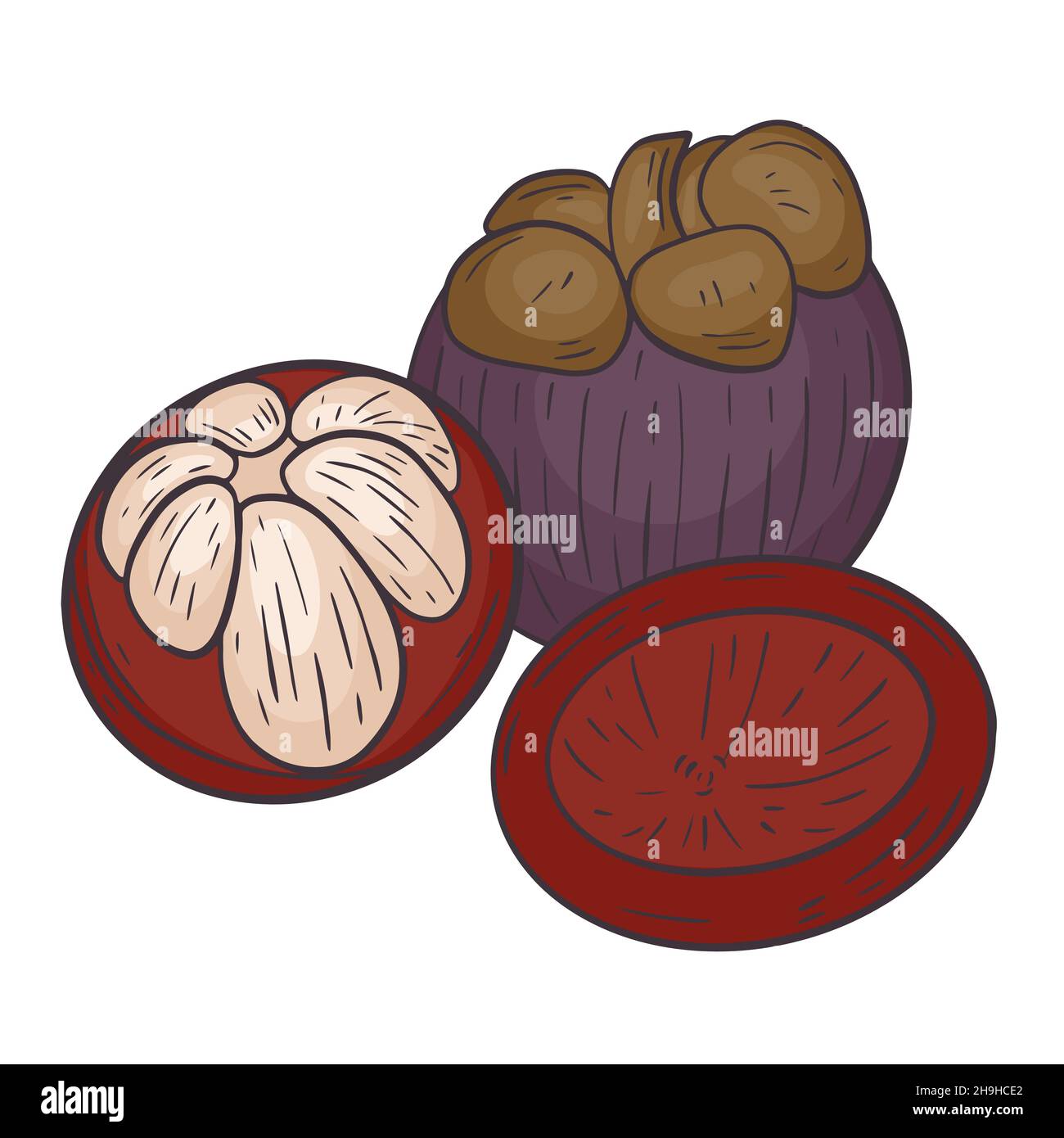Mangosteen fruit whole and half isolated vector illustration. Exotic ...