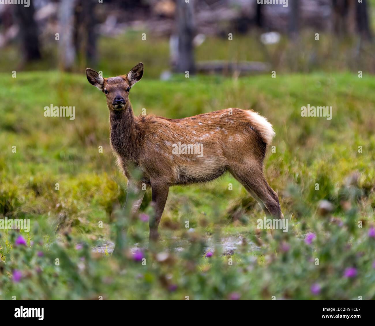 Baby Elk High Resolution Stock Photography and Images - Alamy