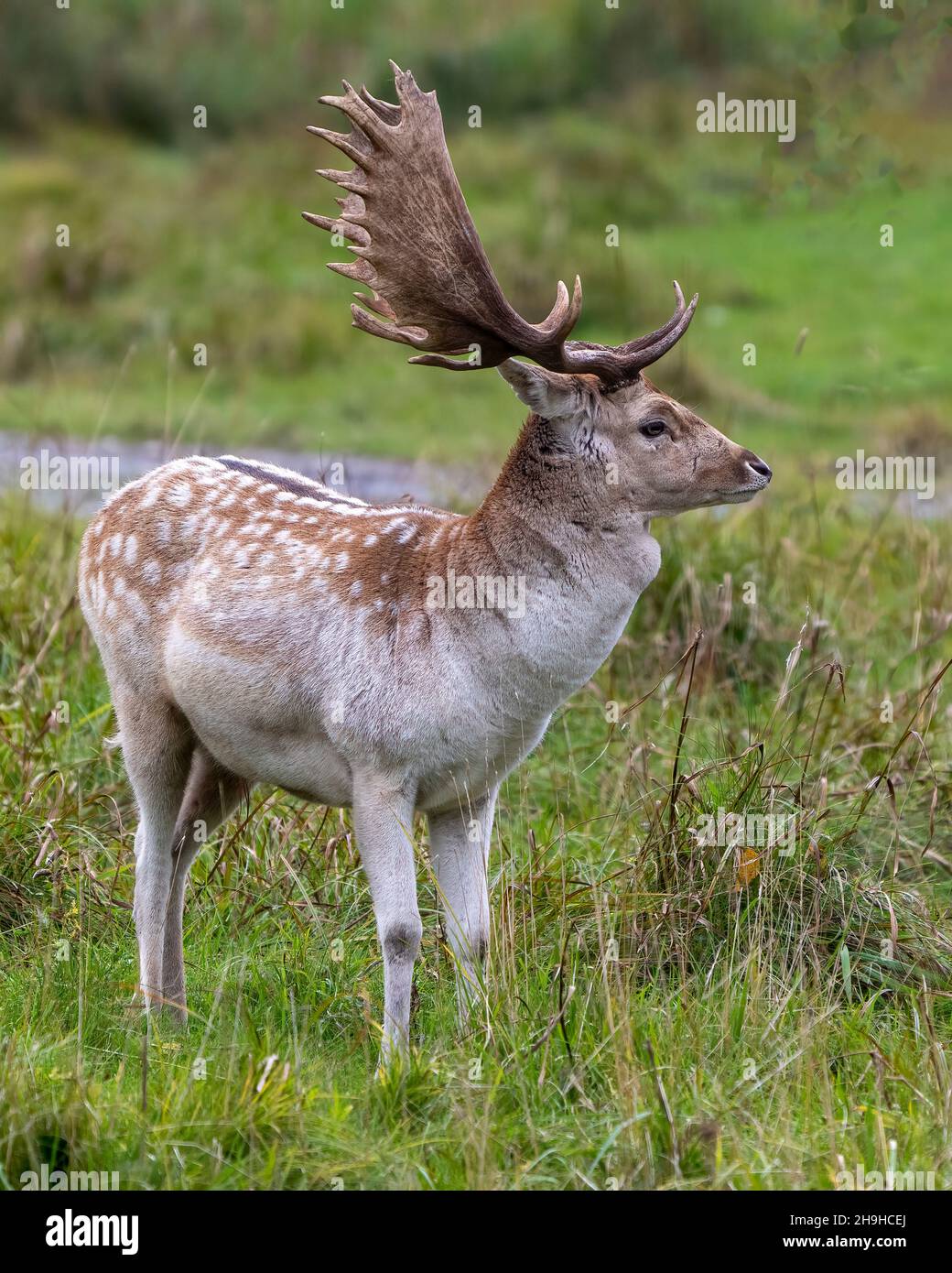 Fallow Deer male close-up profile view displaying its antlers in the ...