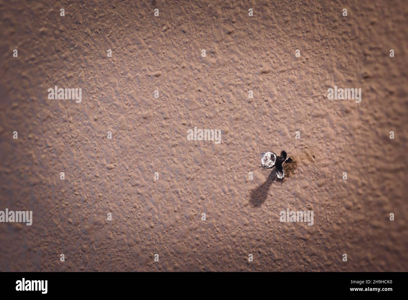 Macro of a single nail protruding from painted drywall in a residential ...