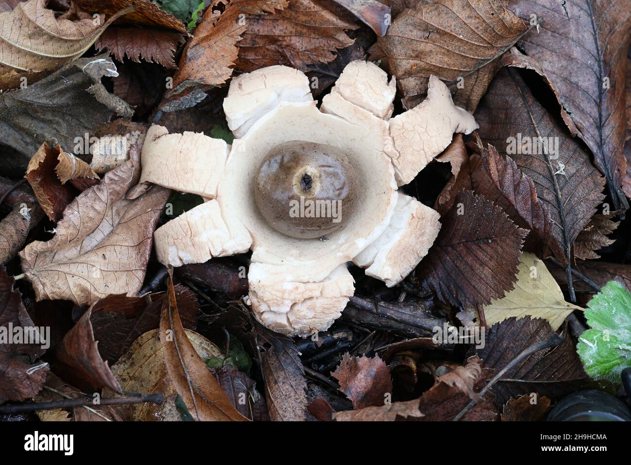 Geastrum triplex, also called Geastrum michelianum, commonly known as ...