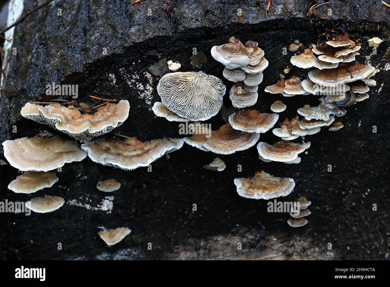 Trametes betulina, known as gilled polypore, birch mazegill or ...