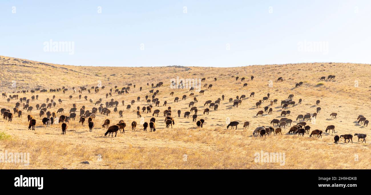 Sheeps kazakhstan sheep hi-res stock photography and images - Alamy