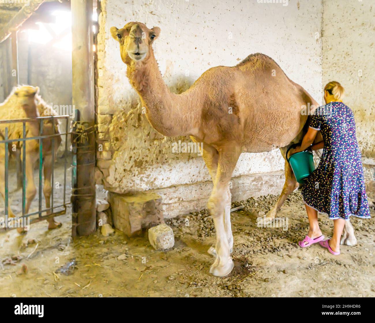 Local farm kazakhstan hi-res stock photography and images - Alamy