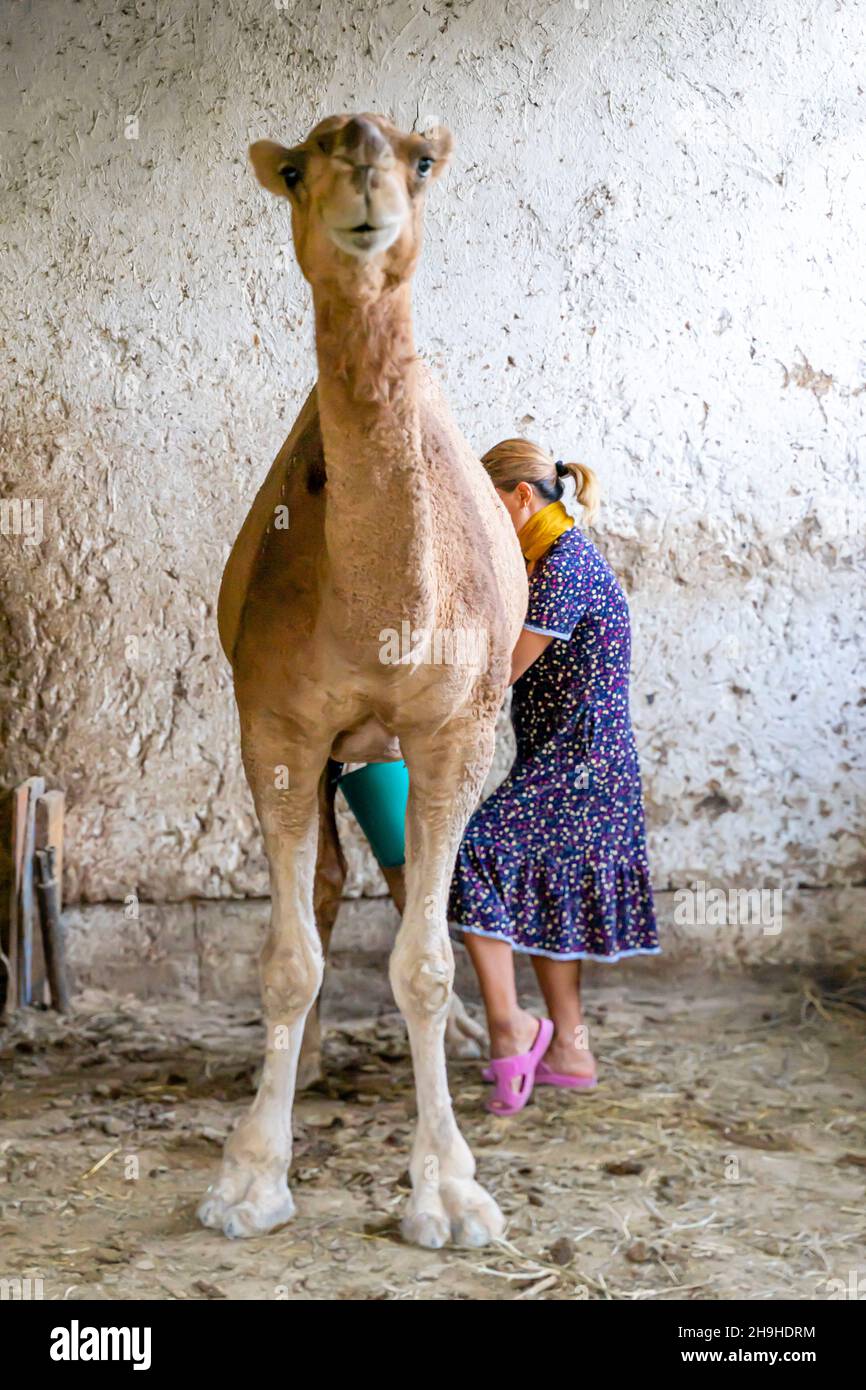 Kazakh woman milking a camel in her house farm, Turkistan, Kazakhstan ...
