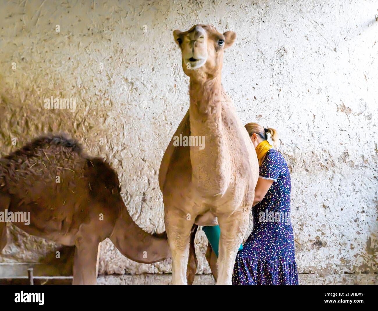 Camels farm house hi-res stock photography and images - Alamy