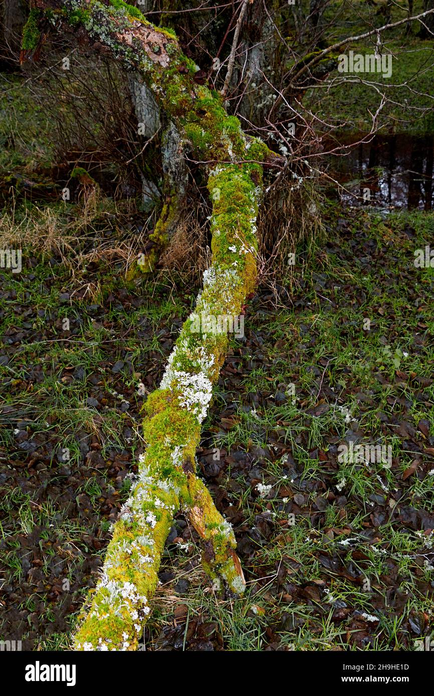 OLD ROTTEN TREE BRANCH COVERED WITH YELLOW GREEN MOSS AND FUNGI Stock ...