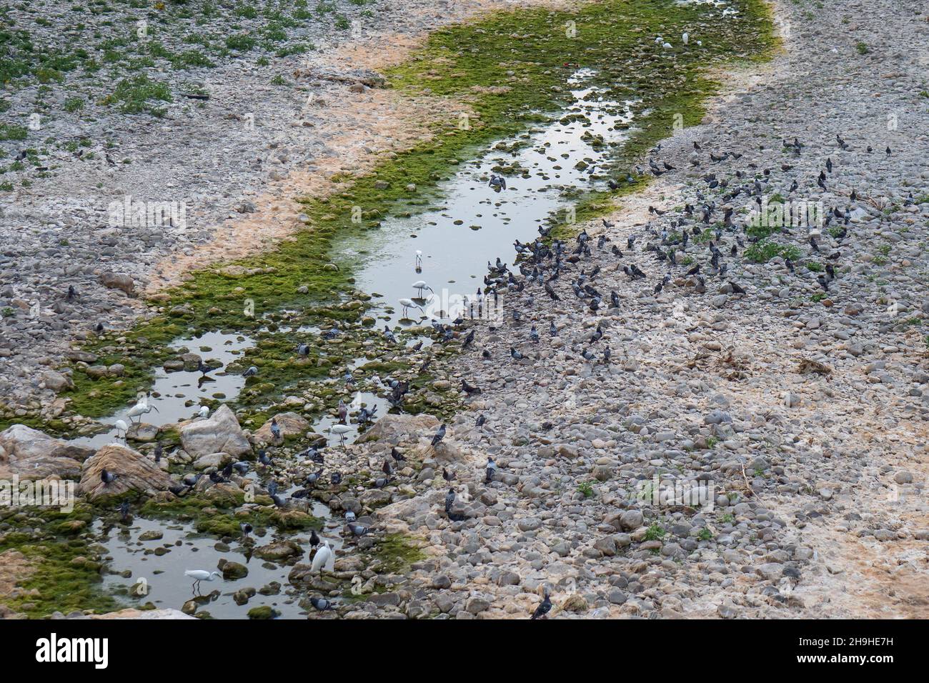 White Egrets and Pigeons Drinking in the Dry Riverbed Stock Photo - Alamy