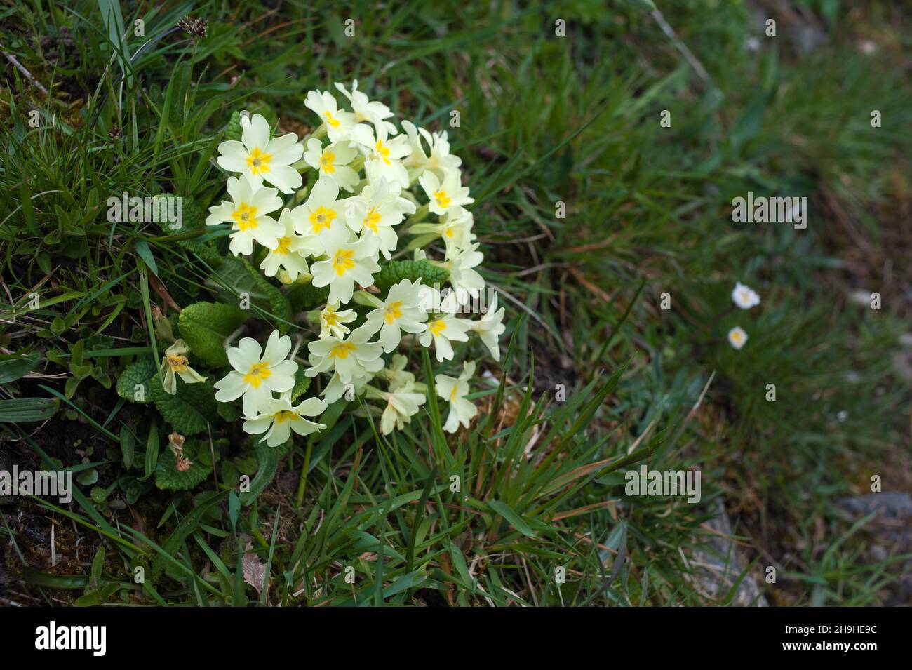 Scottish primrose hi-res stock photography and images - Alamy