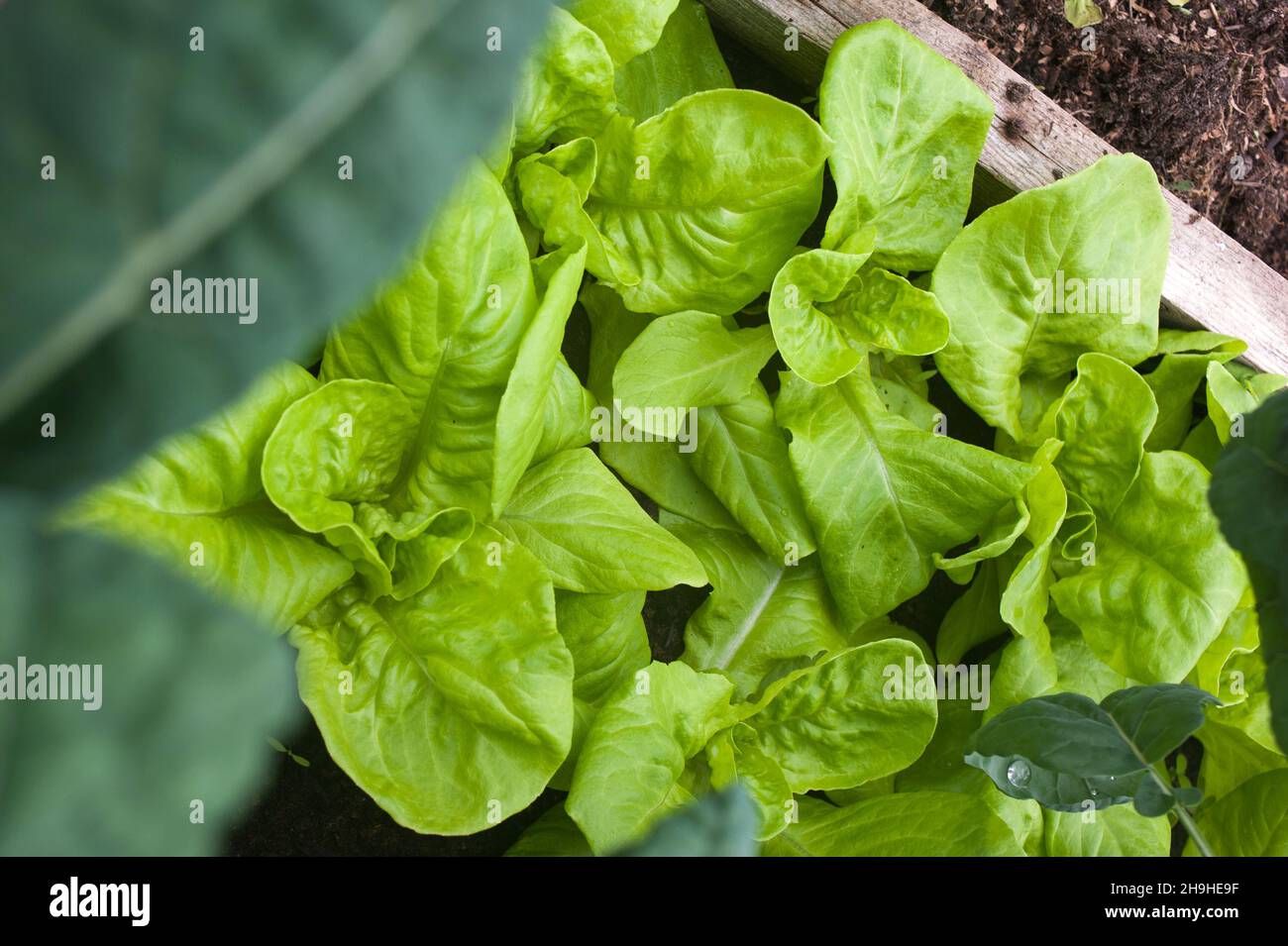 Scottish vegetable garden hi-res stock photography and images - Alamy