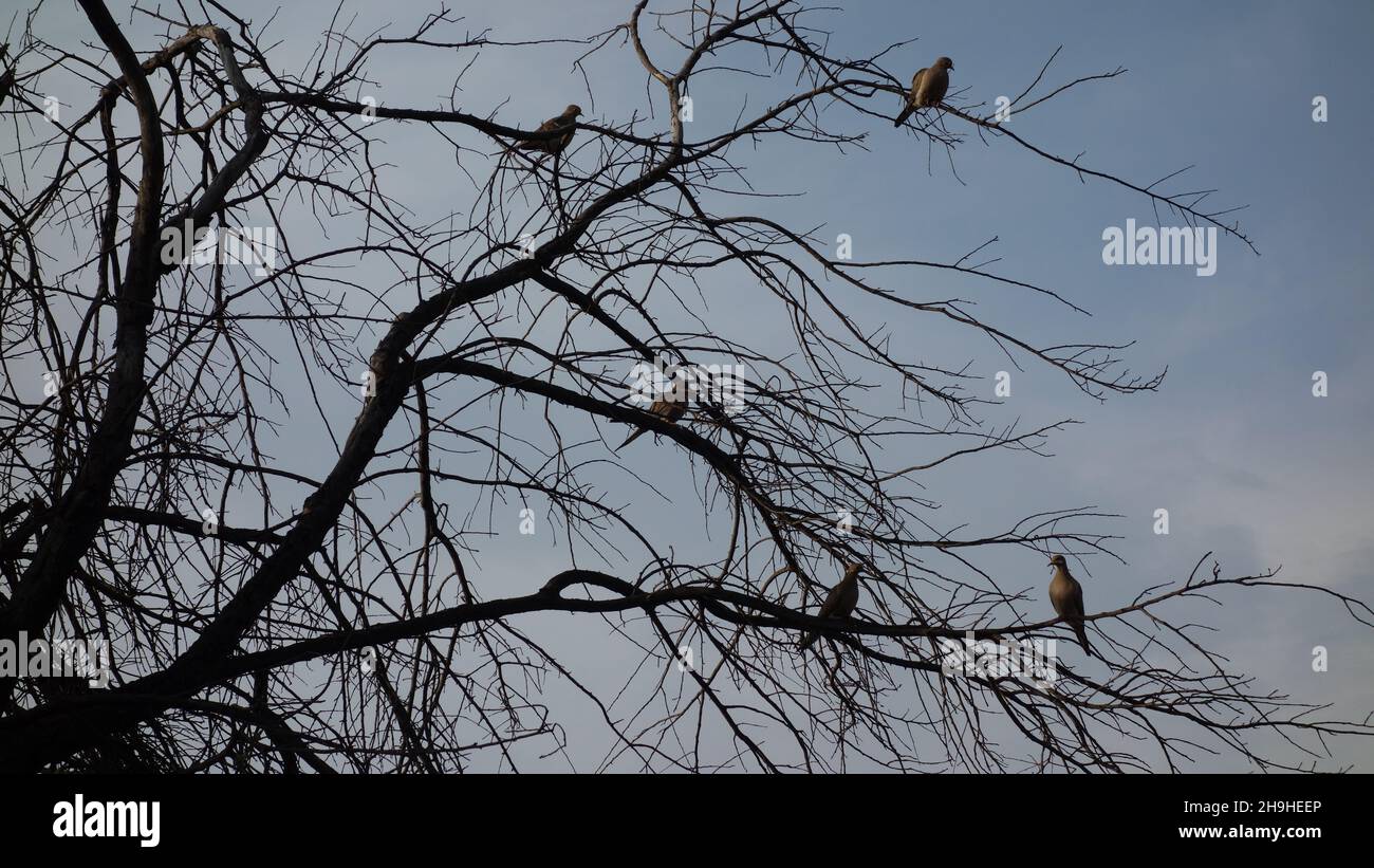 Five birds on the tree. Winter in the tree Stock Photo - Alamy