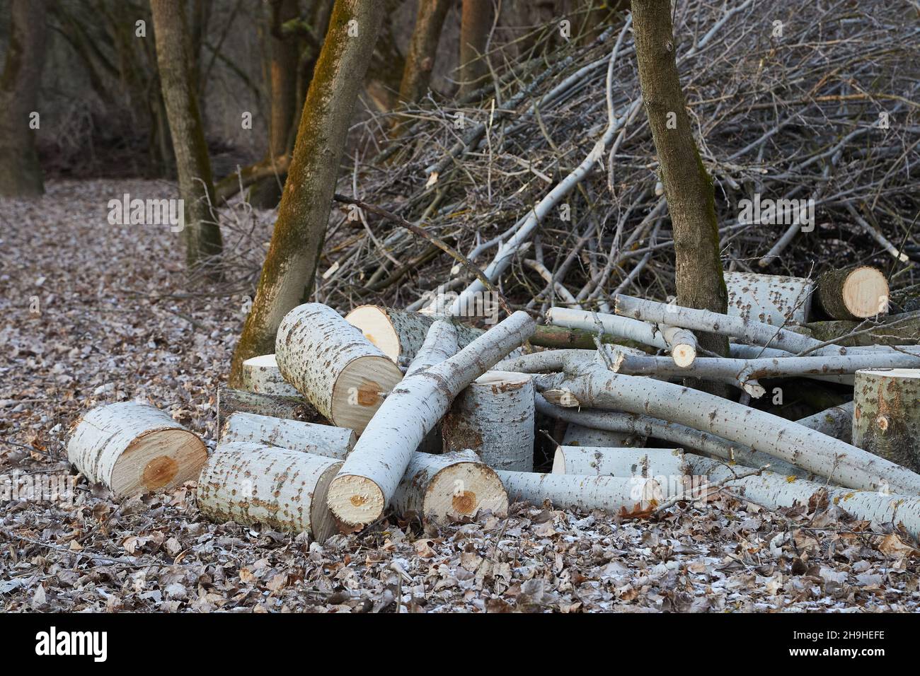 Logs from cut tree material Stock Photo - Alamy