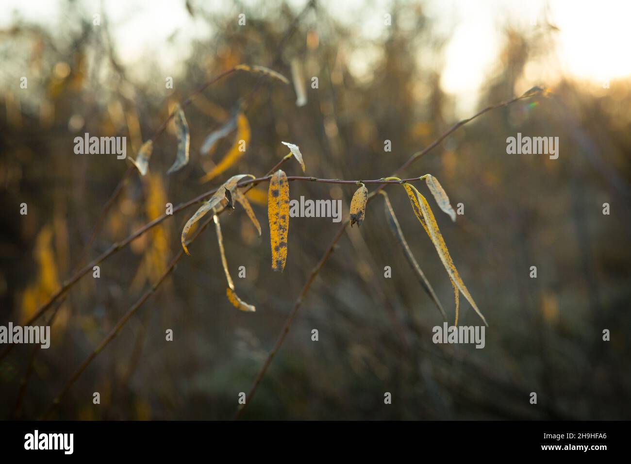 Close-up of an autumn leaf on a blurred background. Autumn concept ...