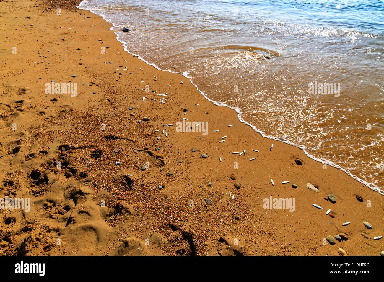 Stranded whitebait fish on the beach at Burton Bradstock on the ...