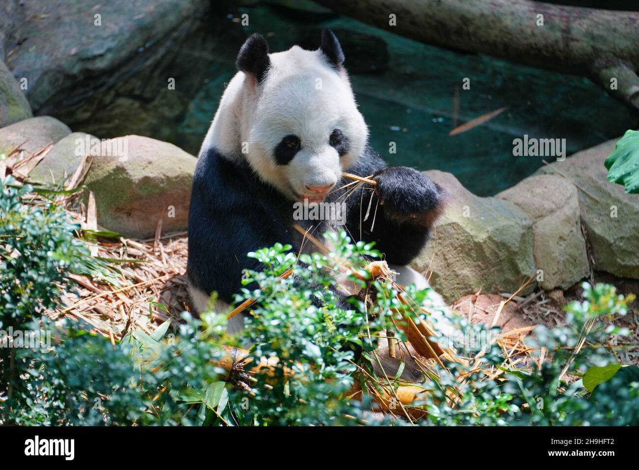 River safari singapore zoo hi-res stock photography and images - Alamy