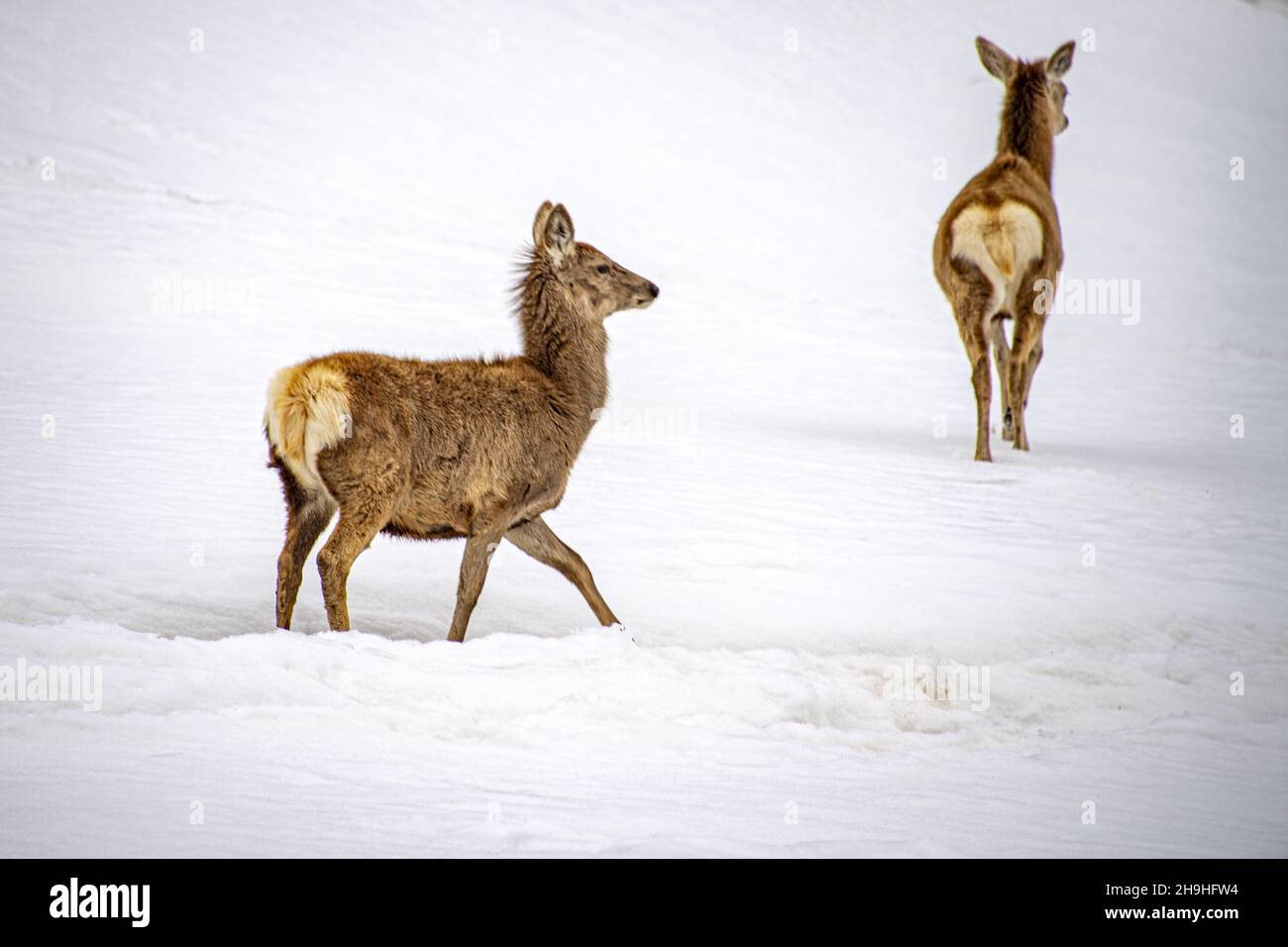Deer on the snow background in winter season Stock Photo - Alamy